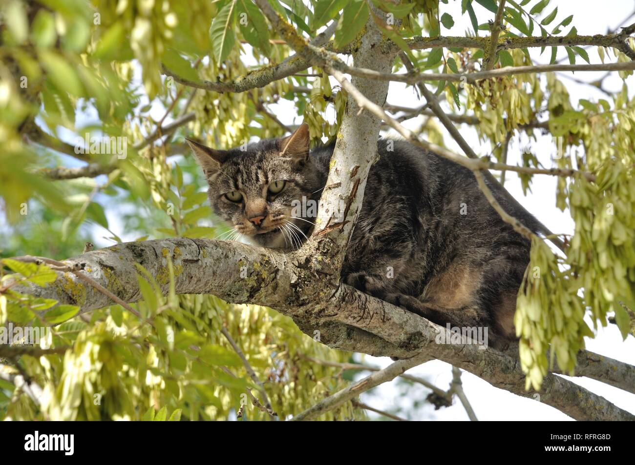 Cat in a tree Stock Photo - Alamy
