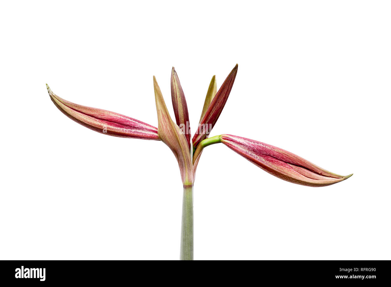 Red and white hippeastrum hi-res stock photography and images - Alamy