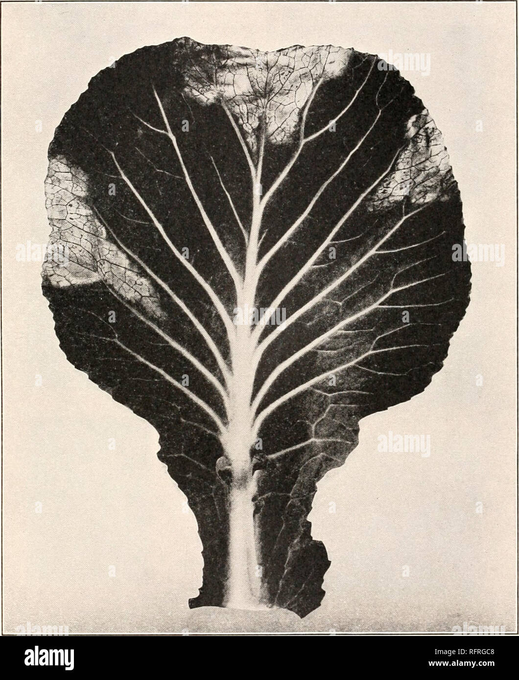 Black rot cabbage hi-res stock photography and images - Alamy