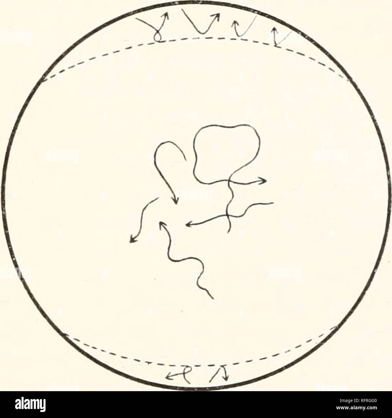 Palolo worm hi-res stock photography and images - Alamy