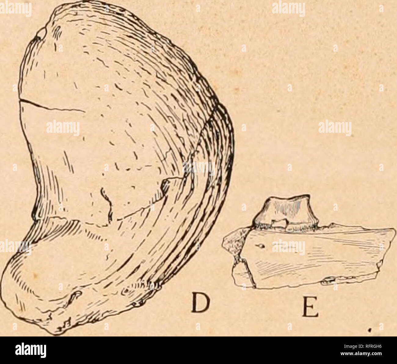 . Carnegie Institution of Washington publication. . FIG. 33. A and B ...