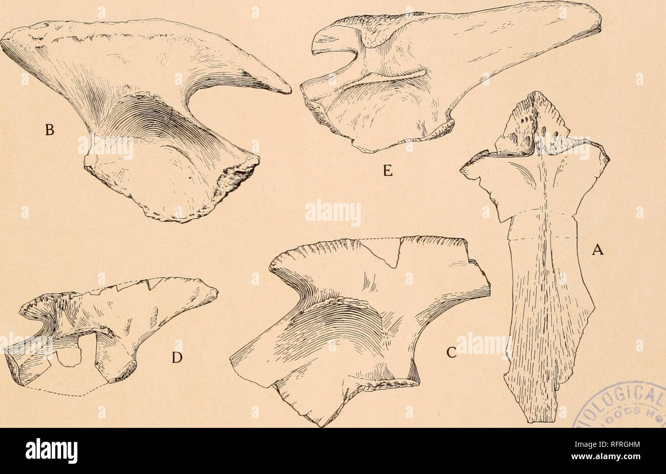 Face turned upward hi-res stock photography and images - Alamy