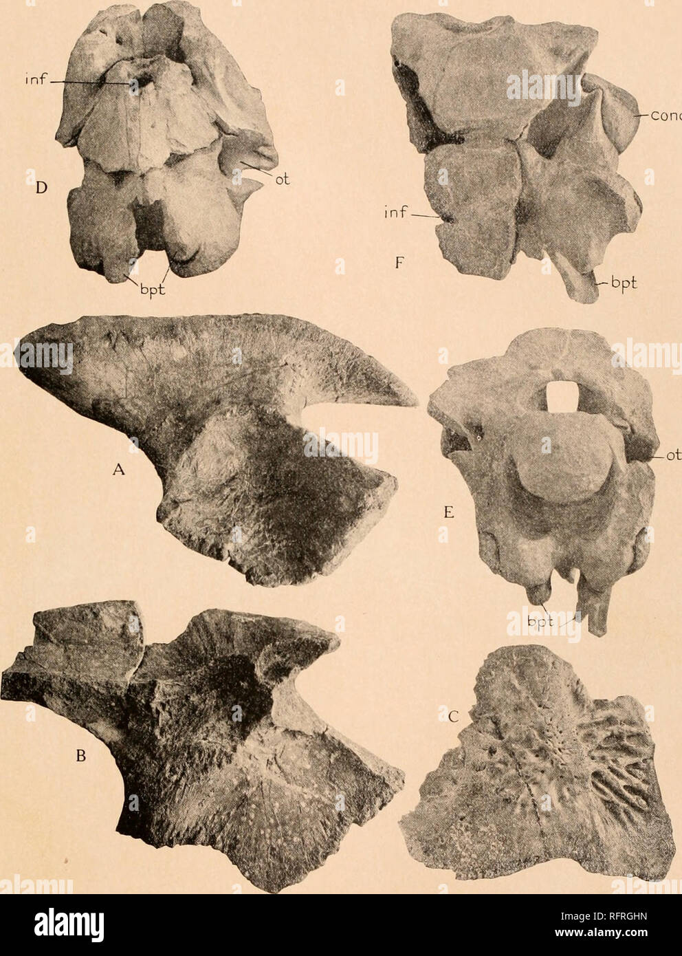 Phytosaur hi-res stock photography and images - Alamy