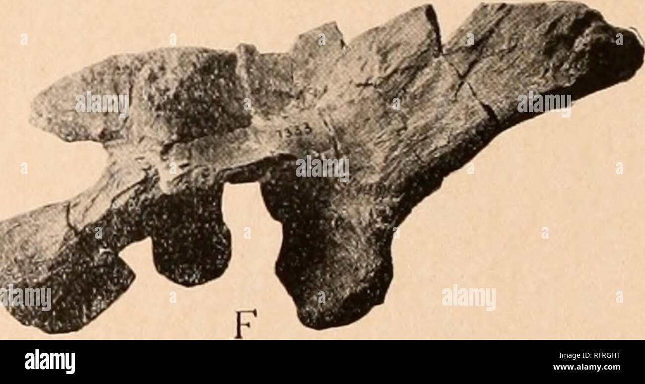 Phytosaur hi-res stock photography and images - Alamy