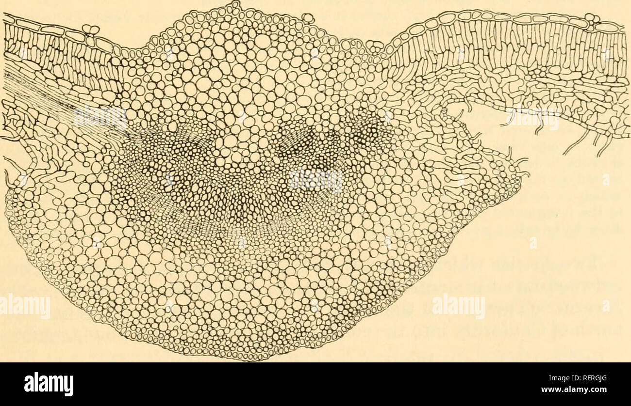 Individual leaf anatomy hi-res stock photography and images - Alamy