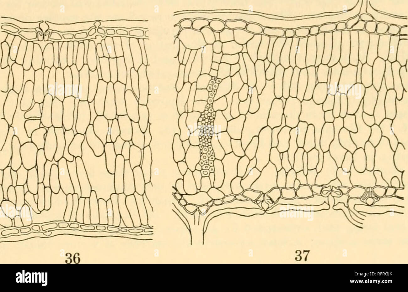 . Carnegie Institution of Washington publication. THE BROAD-SCLEROPHYLL ...