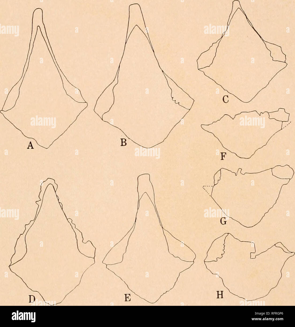 . Carnegie Institution of Washington publication. THE UPPER TRIASSIC OF ...