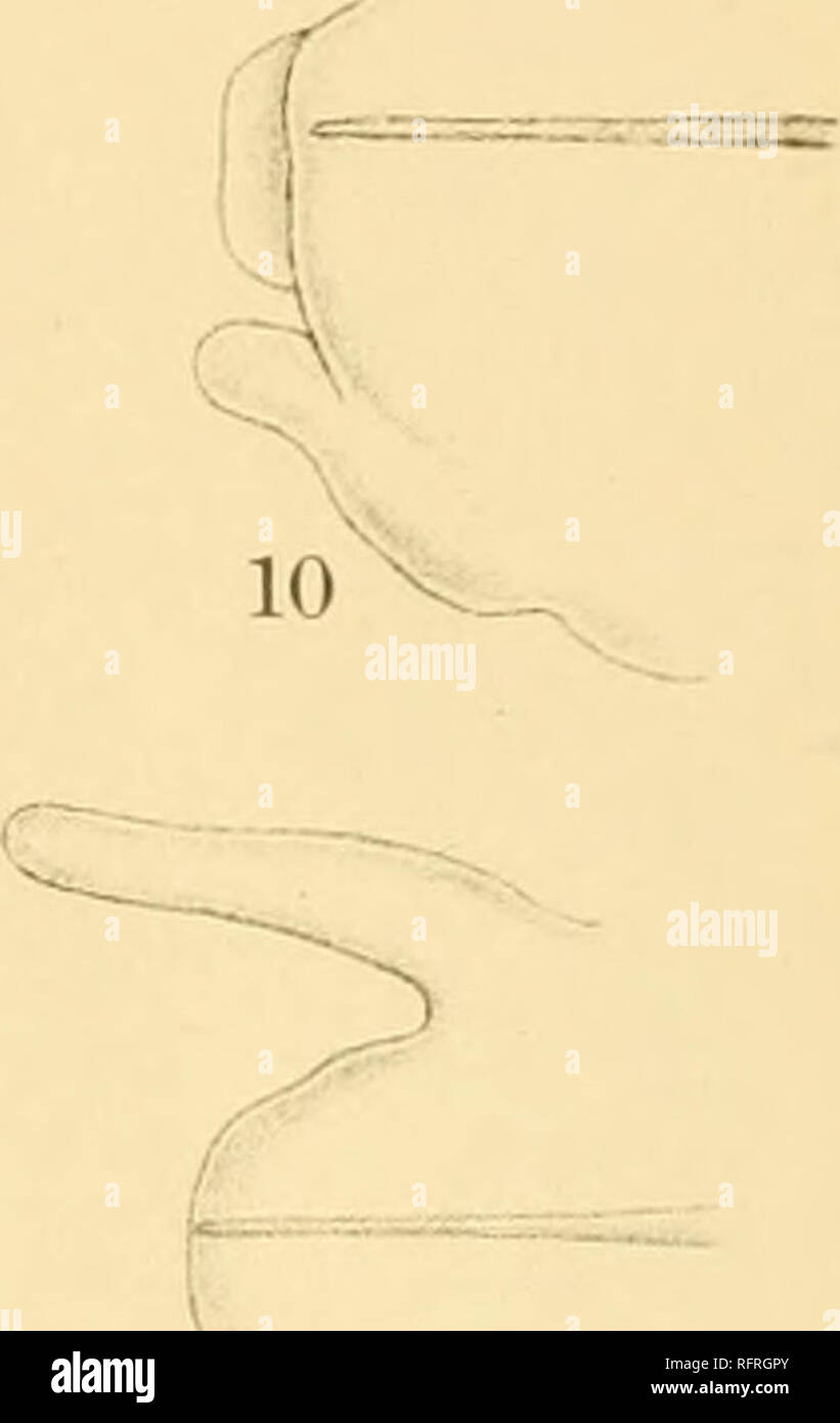 Lysidice hi-res stock photography and images - Alamy