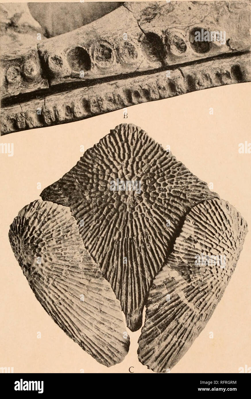Metoposaurus skull hi-res stock photography and images - Alamy