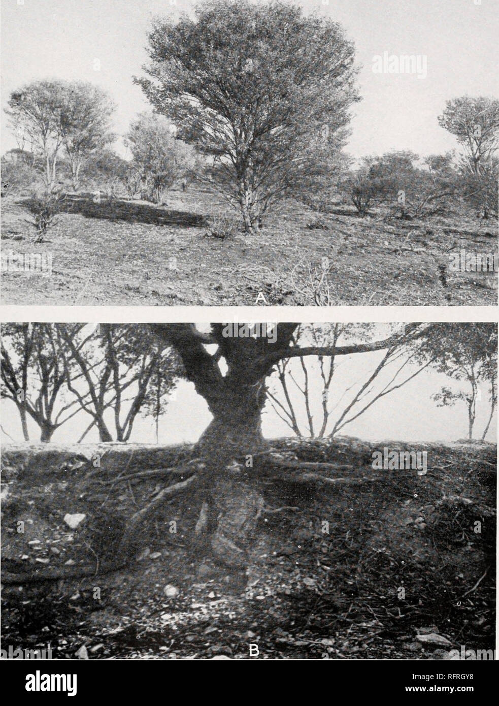 Prominent taproot hi-res stock photography and images - Alamy