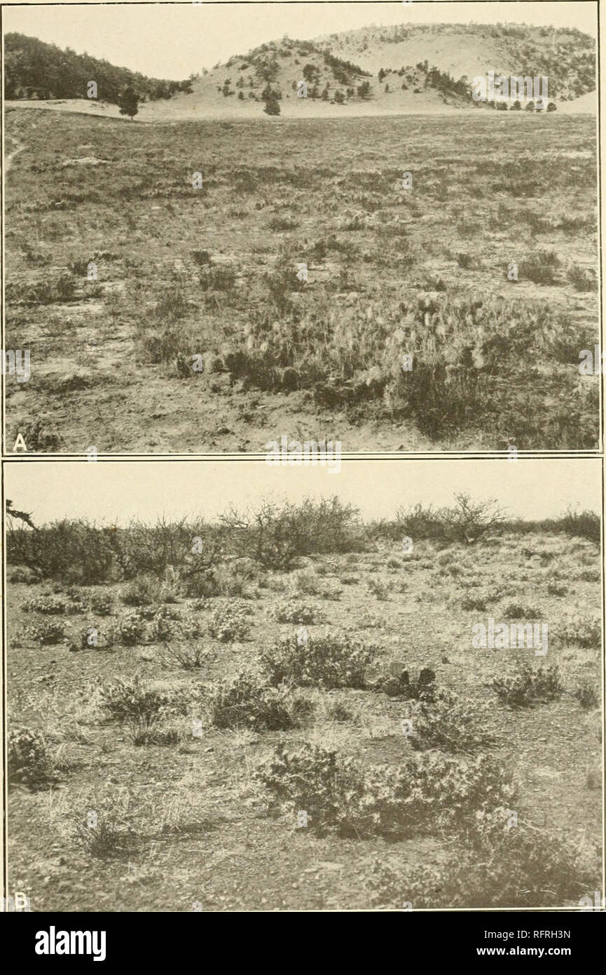 Overgrazing arizona hi-res stock photography and images - Alamy