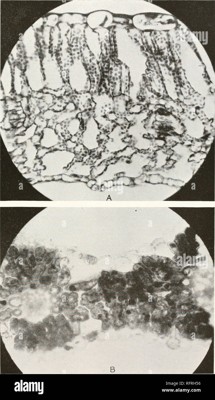 Leaf cross section stomata hi-res stock photography and images - Alamy