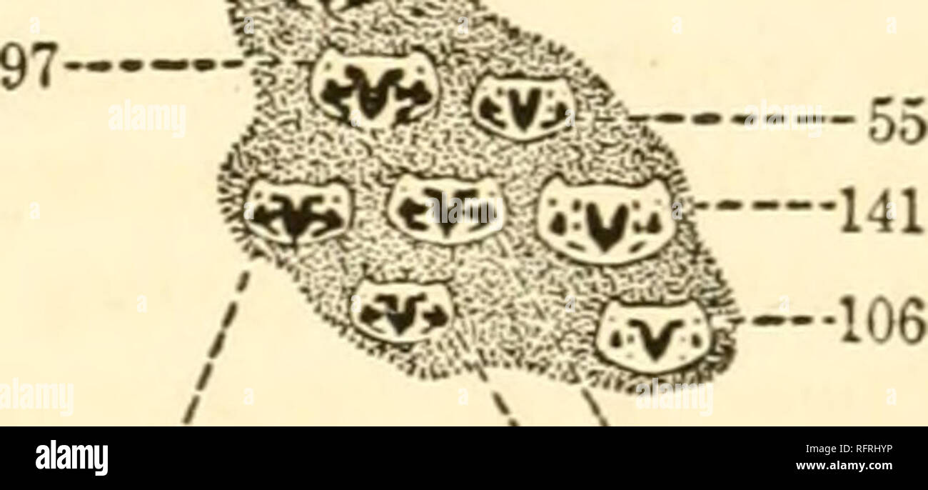 Mixed species colony hi-res stock photography and images - Alamy