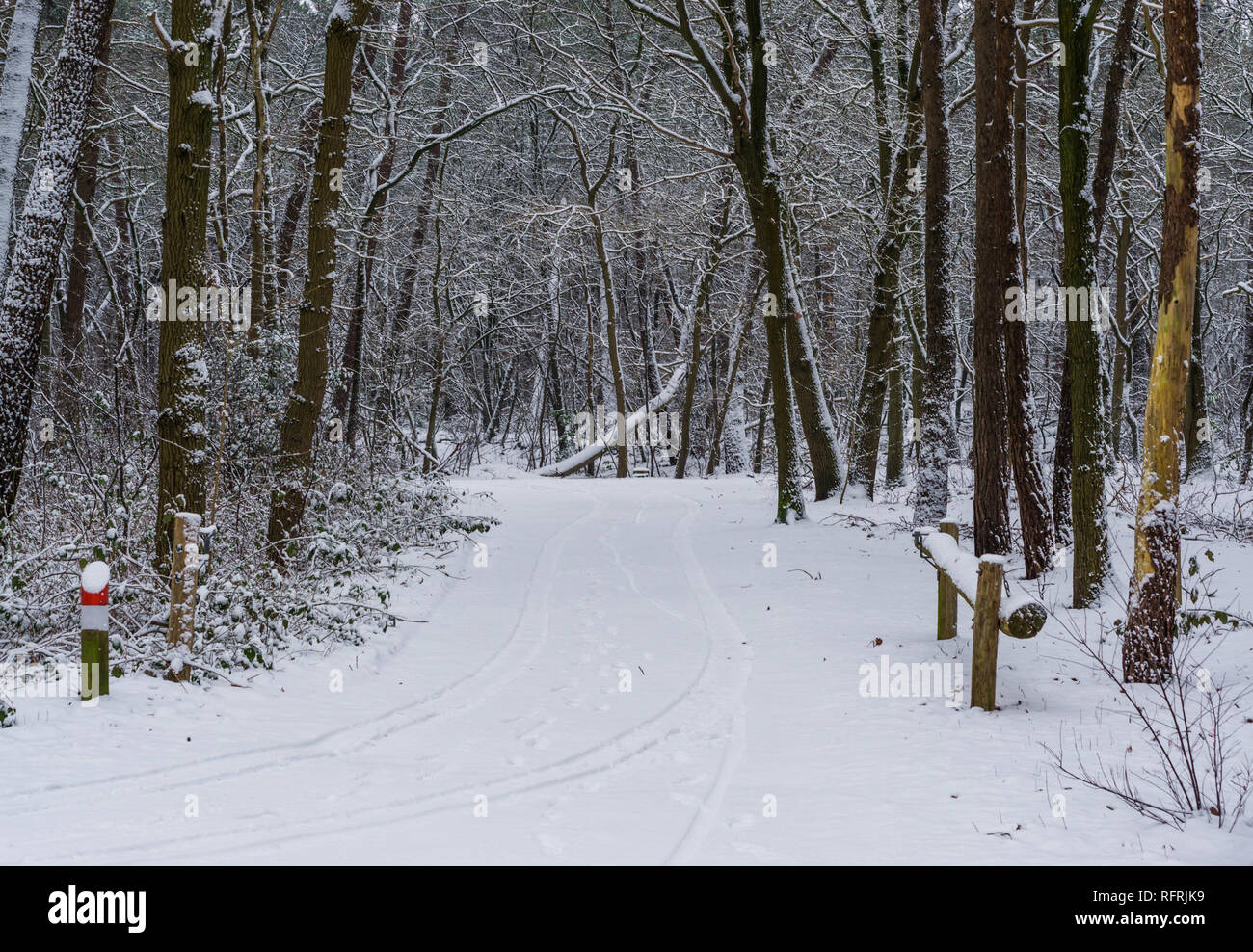 White snowy forest landscape, road in the woods covered in white snow ...