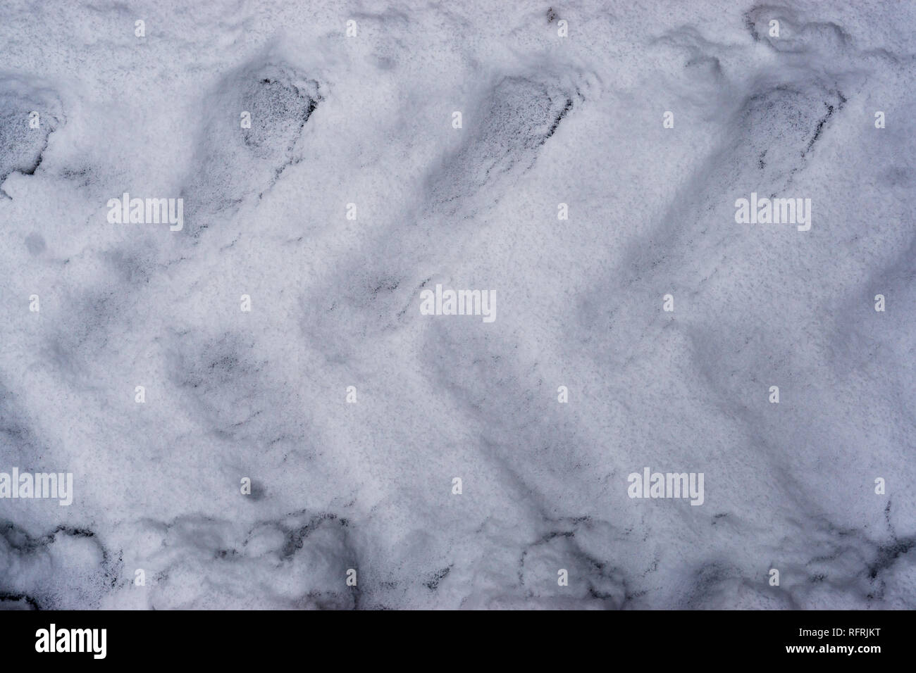 Tire tracks in the snow in closeup, driving the road in winter season ...
