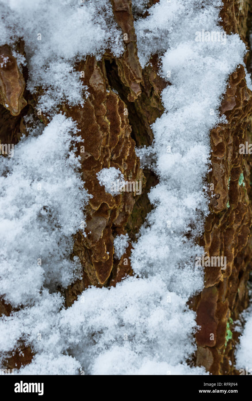 macro close up of tree bark during winter season, tree bark covered in ...