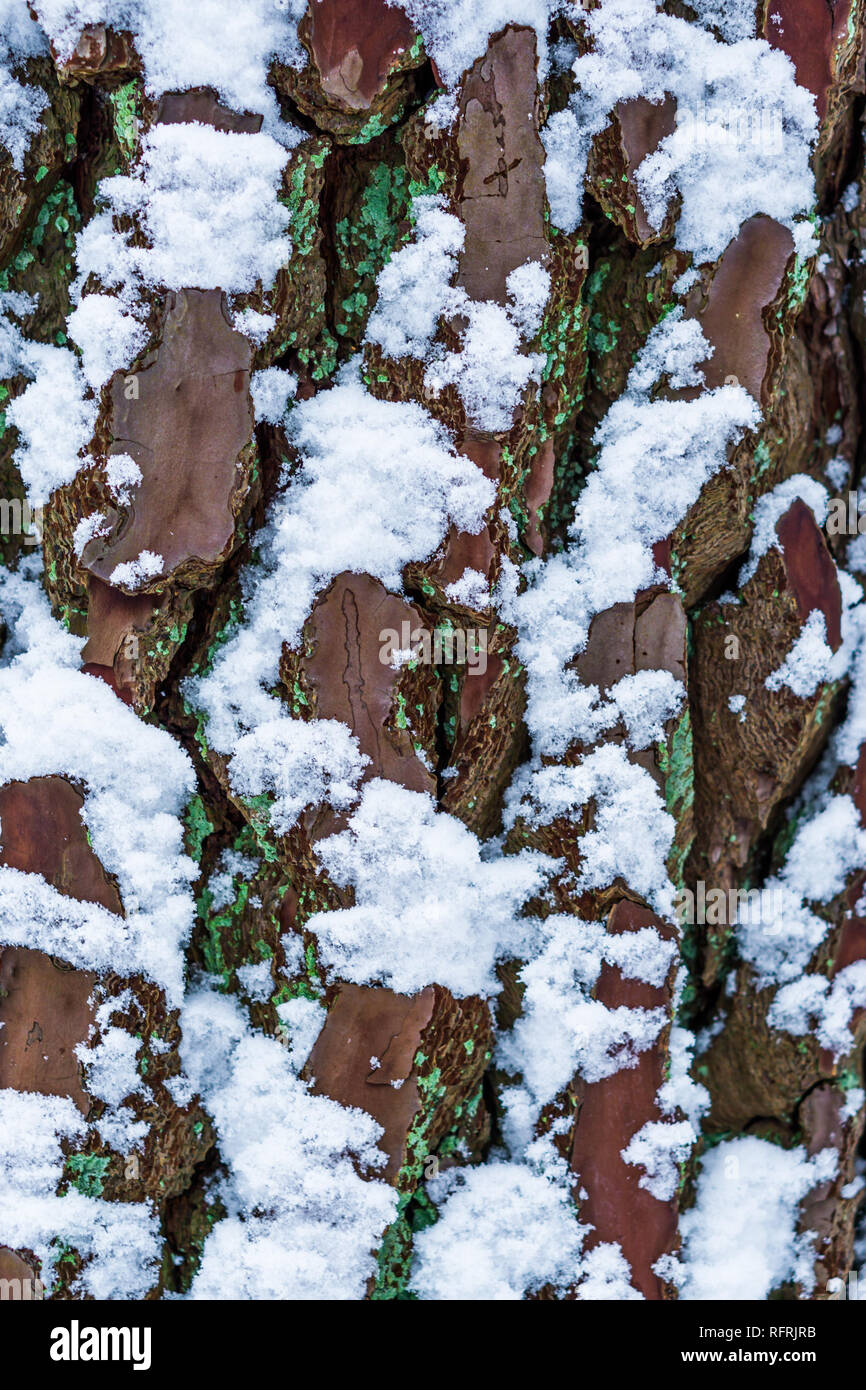 tree bark during winter season in macro closeup, tree bark covered in ...