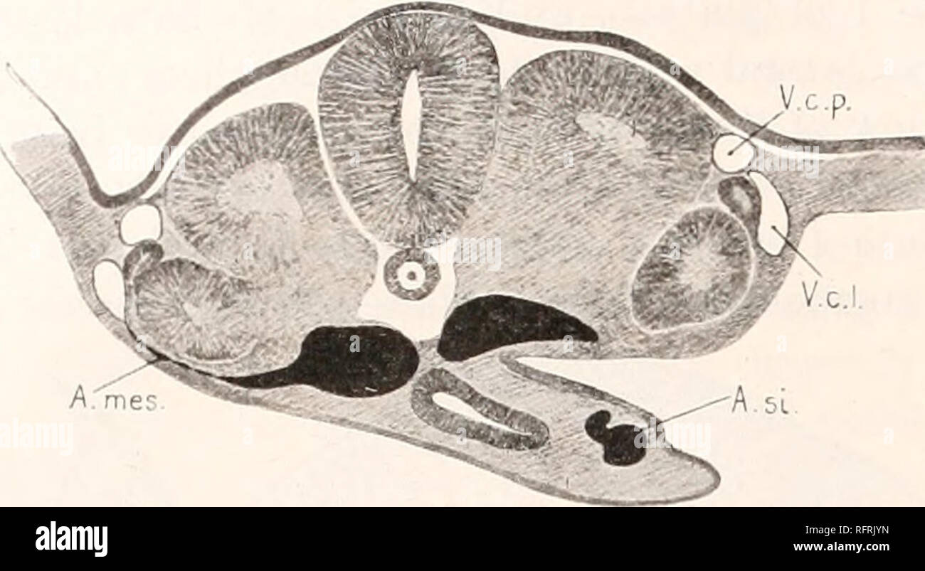 . Carnegie Institution of Washington publication. 116 DEVELOPMENT OF ...