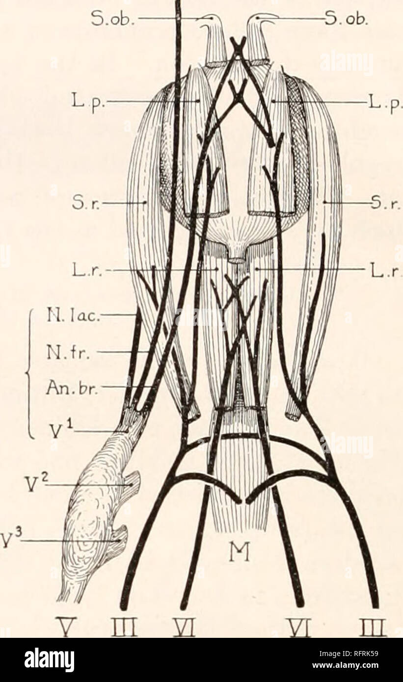 . Carnegie Institution of Washington publication. 30 CYCLOPIA IN THE ...