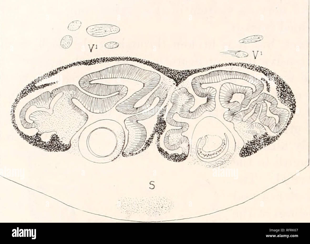 Cyclopia hi-res stock photography and images - Alamy