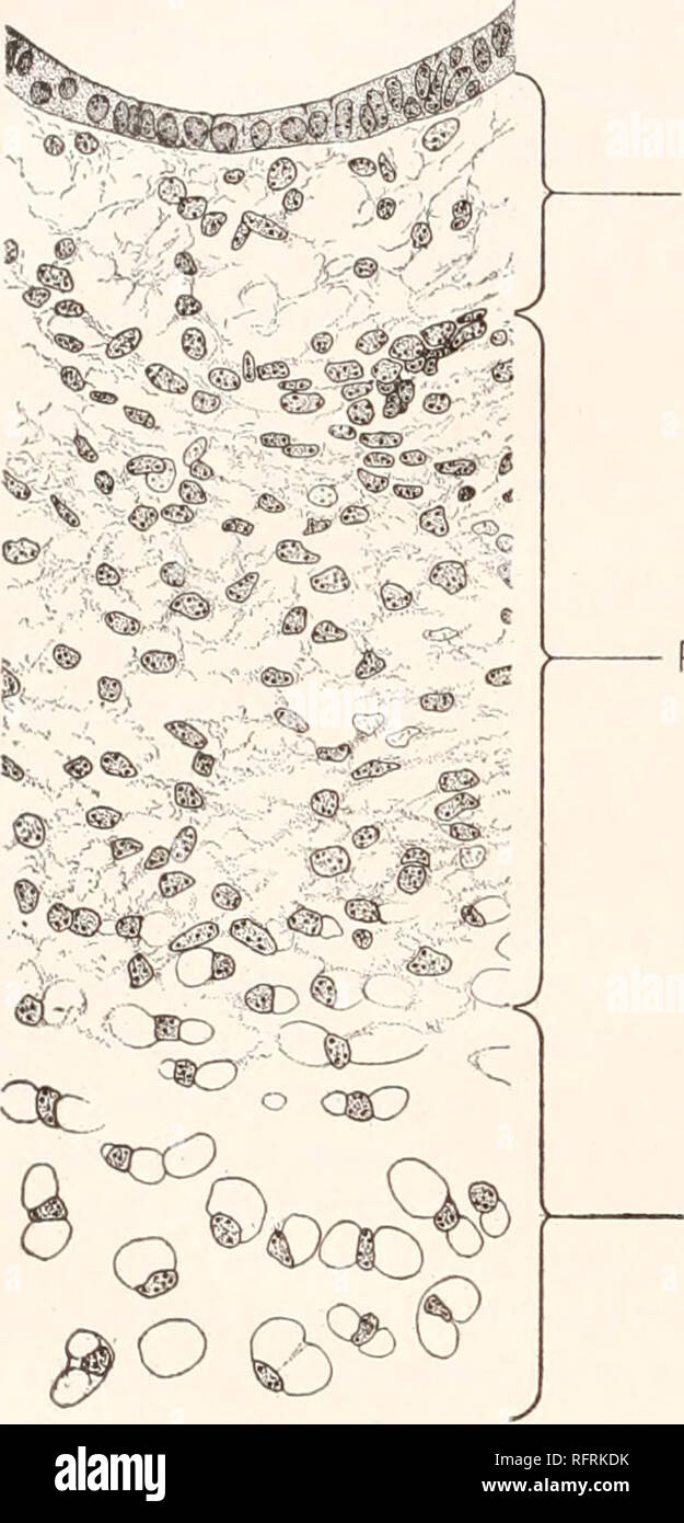 Dedifferentiated hi-res stock photography and images - Alamy