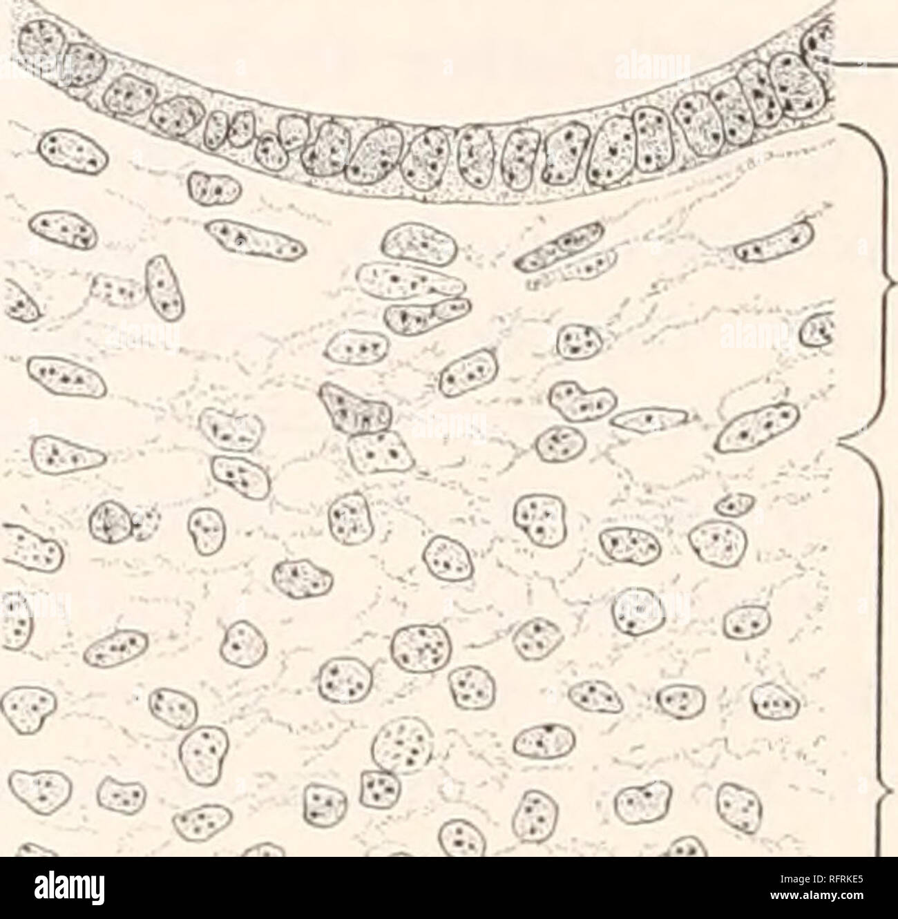 . Carnegie Institution of Washington publication. 28 THE HISTOGENESIS ...