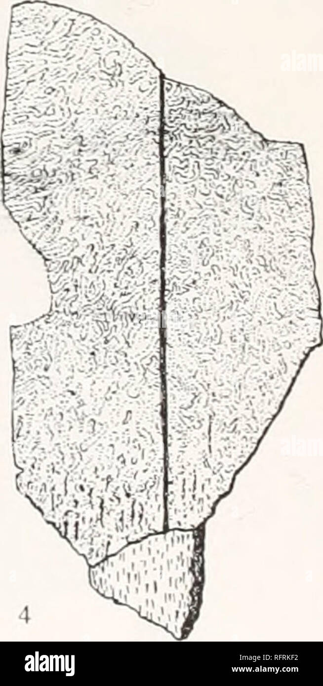 Glyptops High Resolution Stock Photography and Images - Alamy