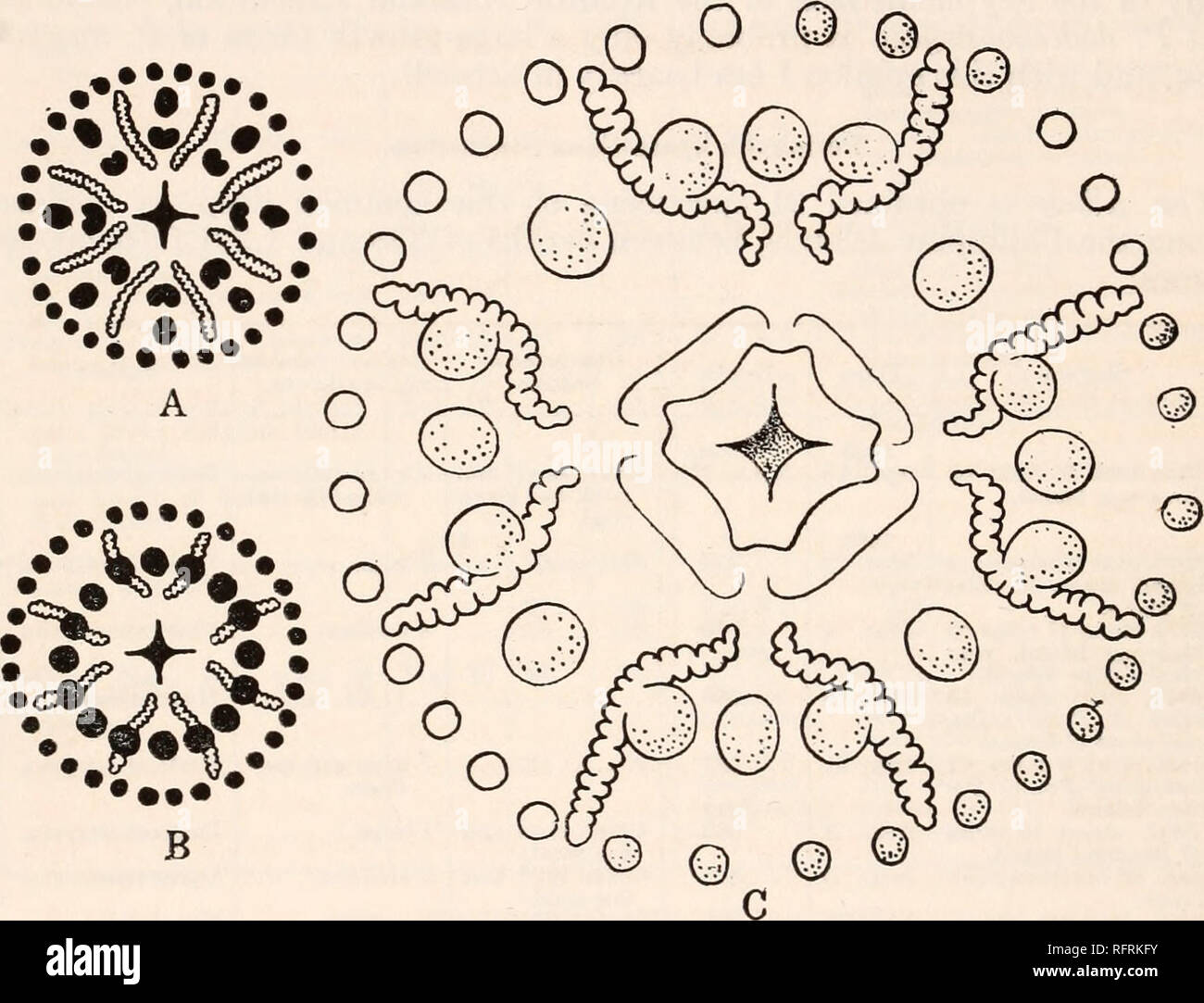 Linuche aquila hi-res stock photography and images - Alamy