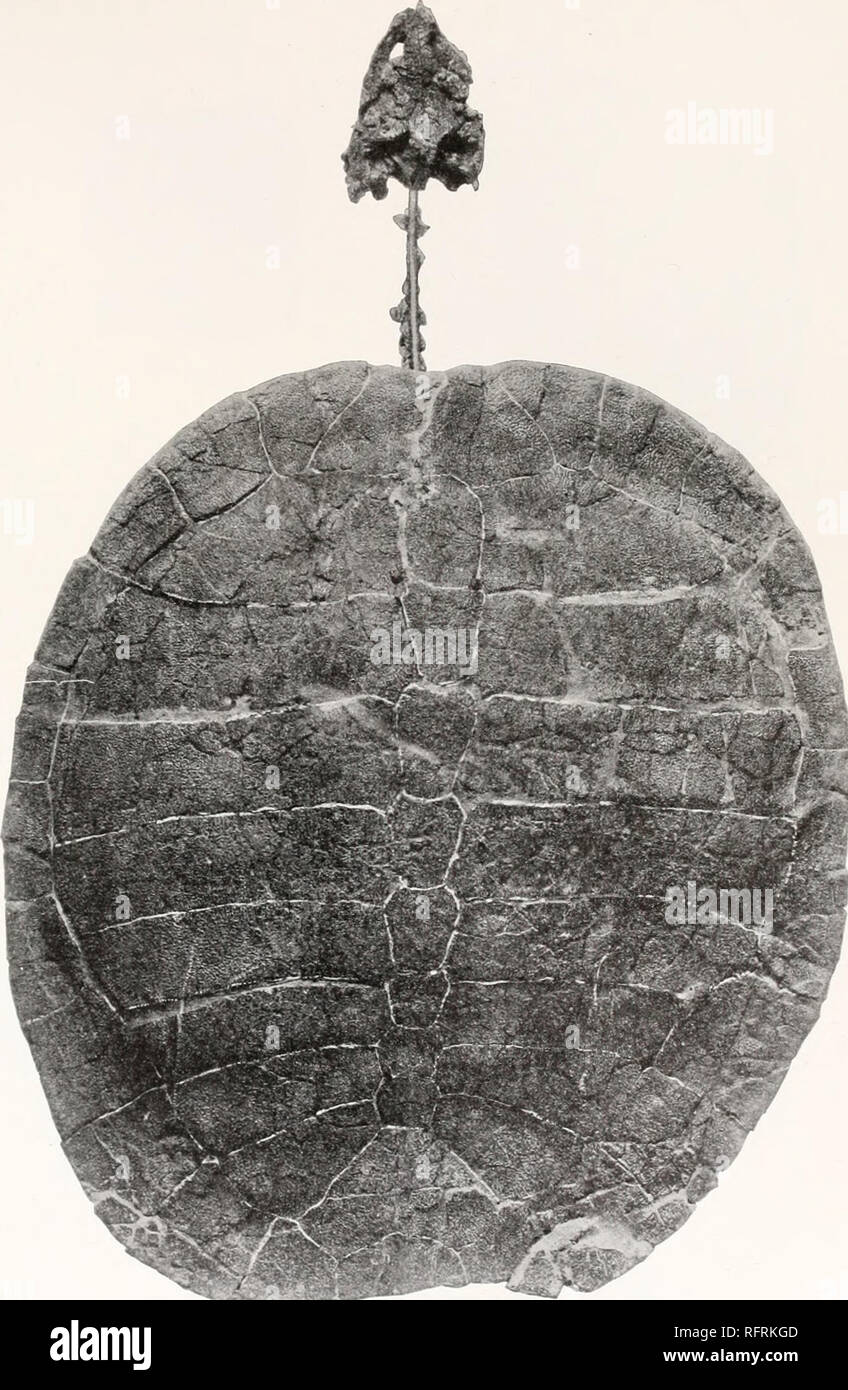 Glyptops High Resolution Stock Photography and Images - Alamy