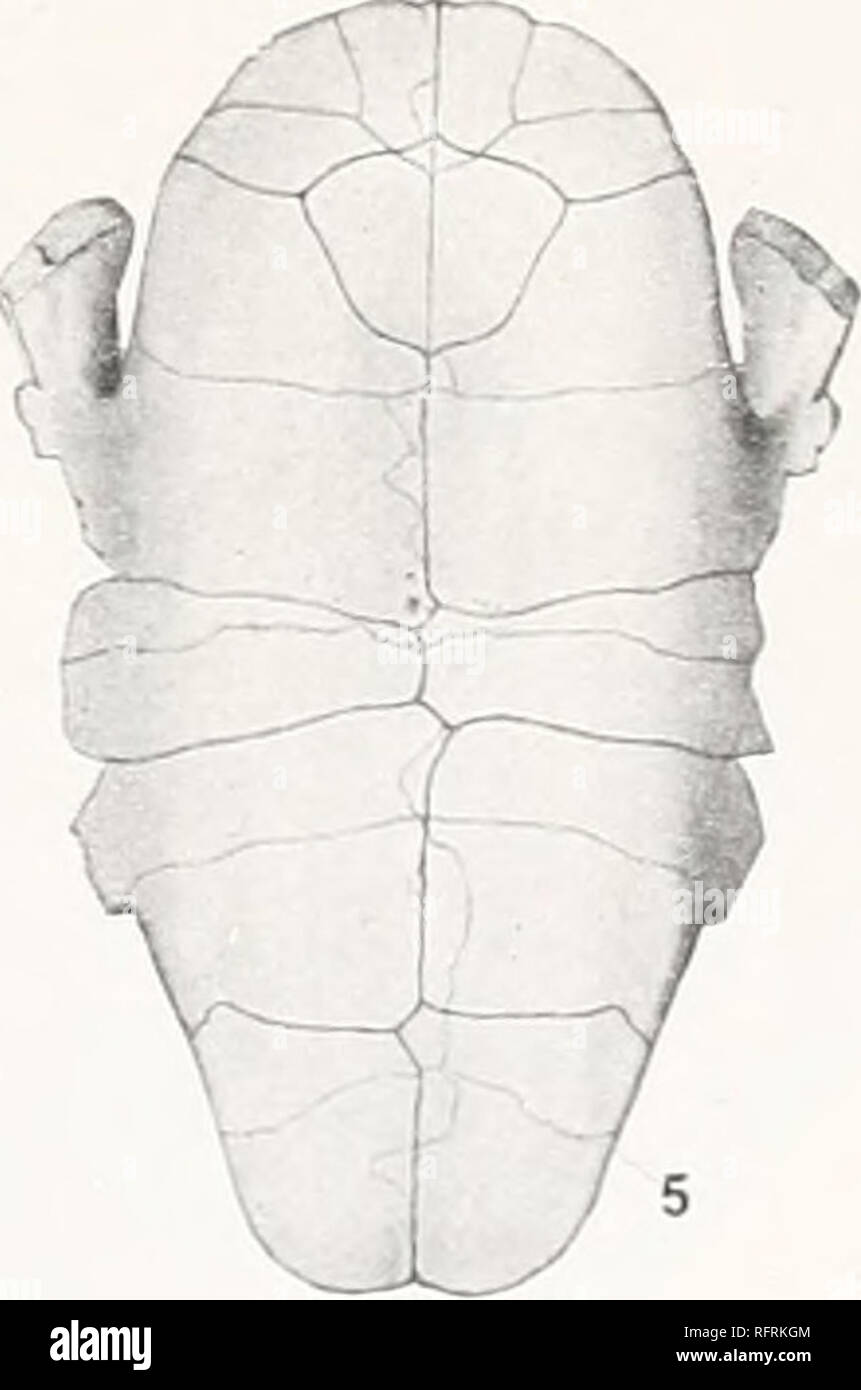 Glyptops High Resolution Stock Photography and Images - Alamy