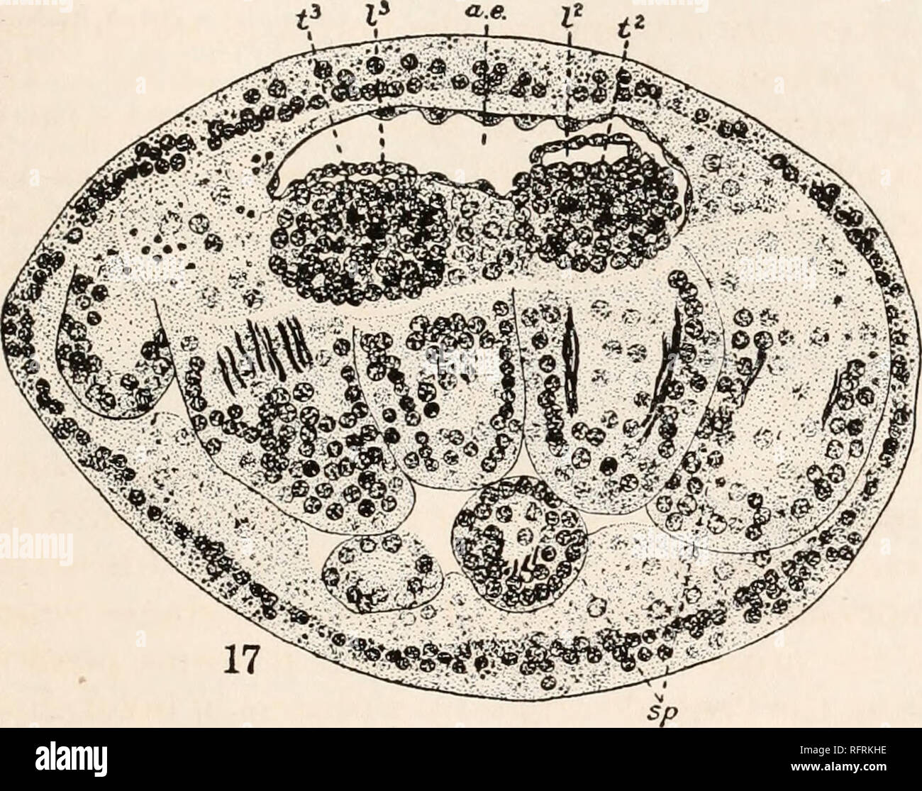 . Carnegie Institution of Washington publication. The Pluteus oj ...