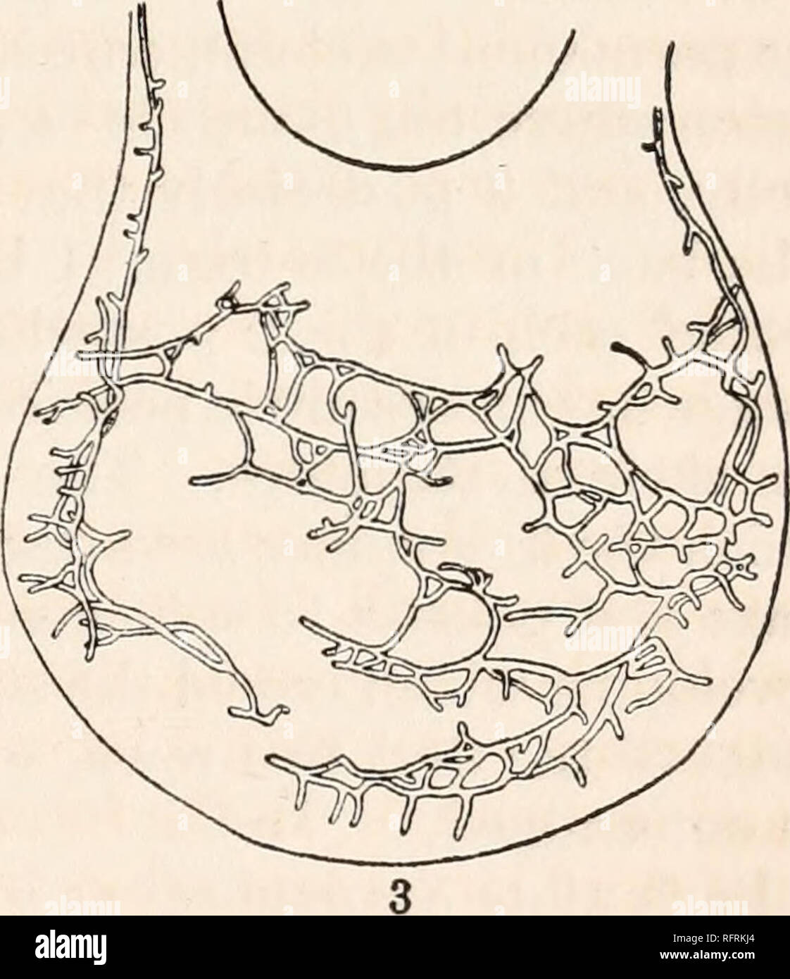 . Carnegie Institution of Washington publication. . Fio. 2.—Dorsal ...