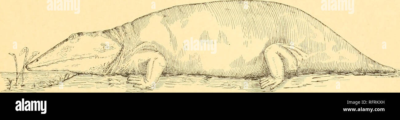 . Carnegie Institution of Washington publication. Fig. I.—Restoration ...