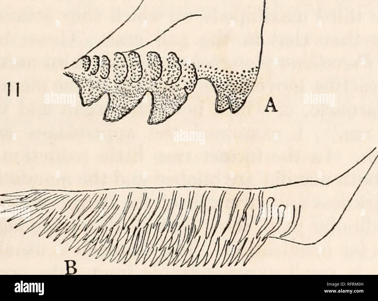 Gall crab hi-res stock photography and images - Alamy