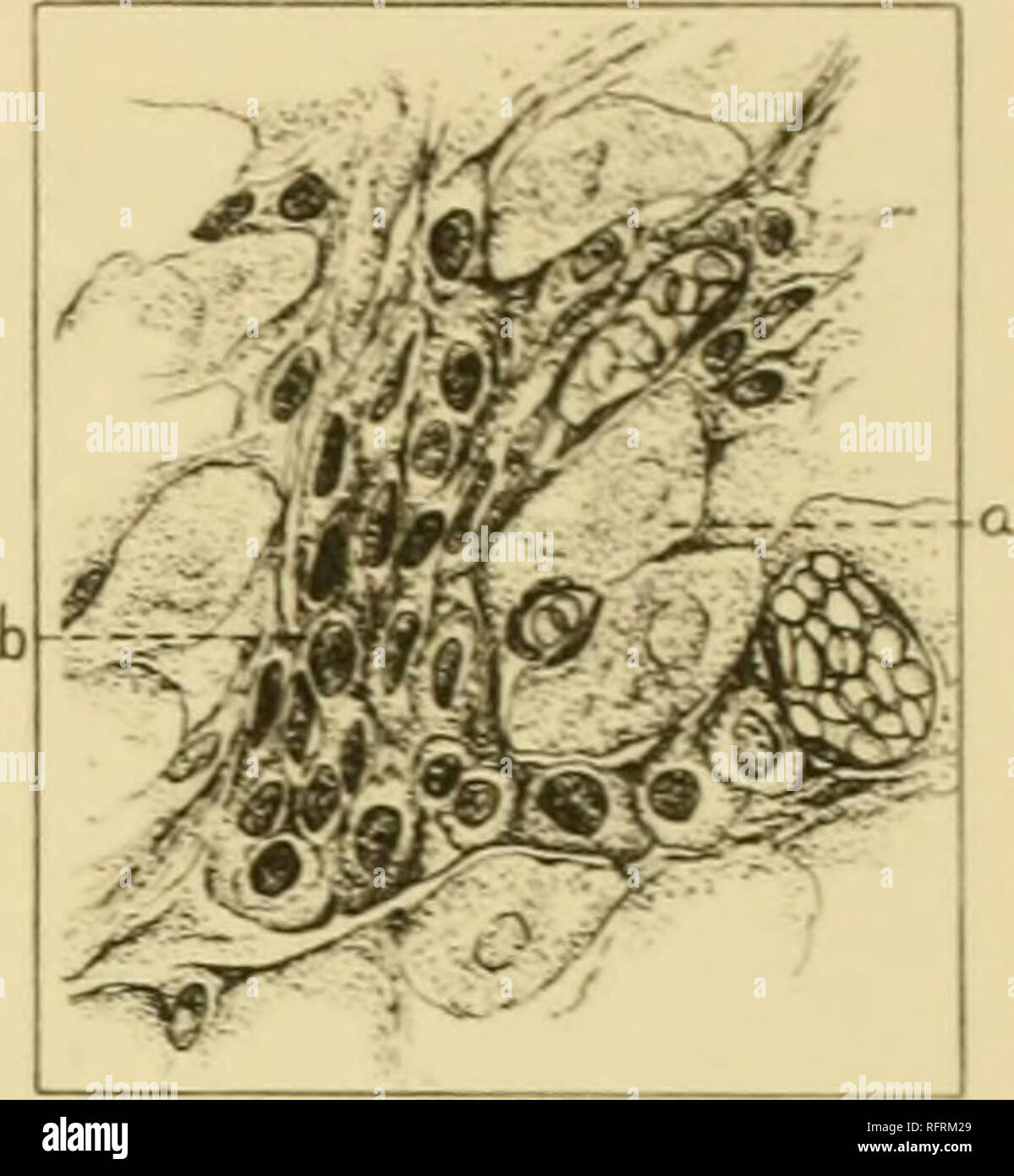 . Carnegie Institution of Washington publication. - -. we» --— = i*>T ...