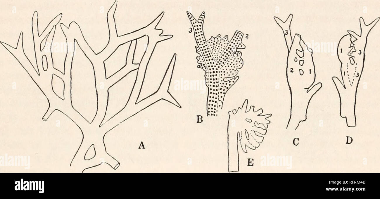 . Carnegie Institution of Washington publication. Hapalocarcinus, the ...