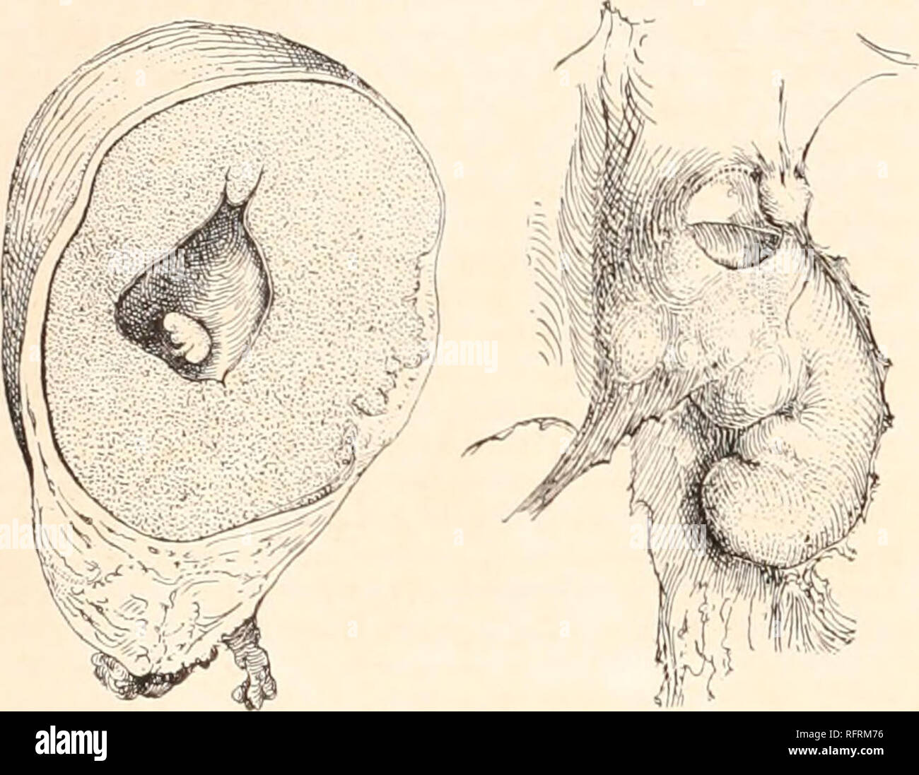 . Carnegie Institution of Washington publication. 94 ON THE FATE OF THE ...