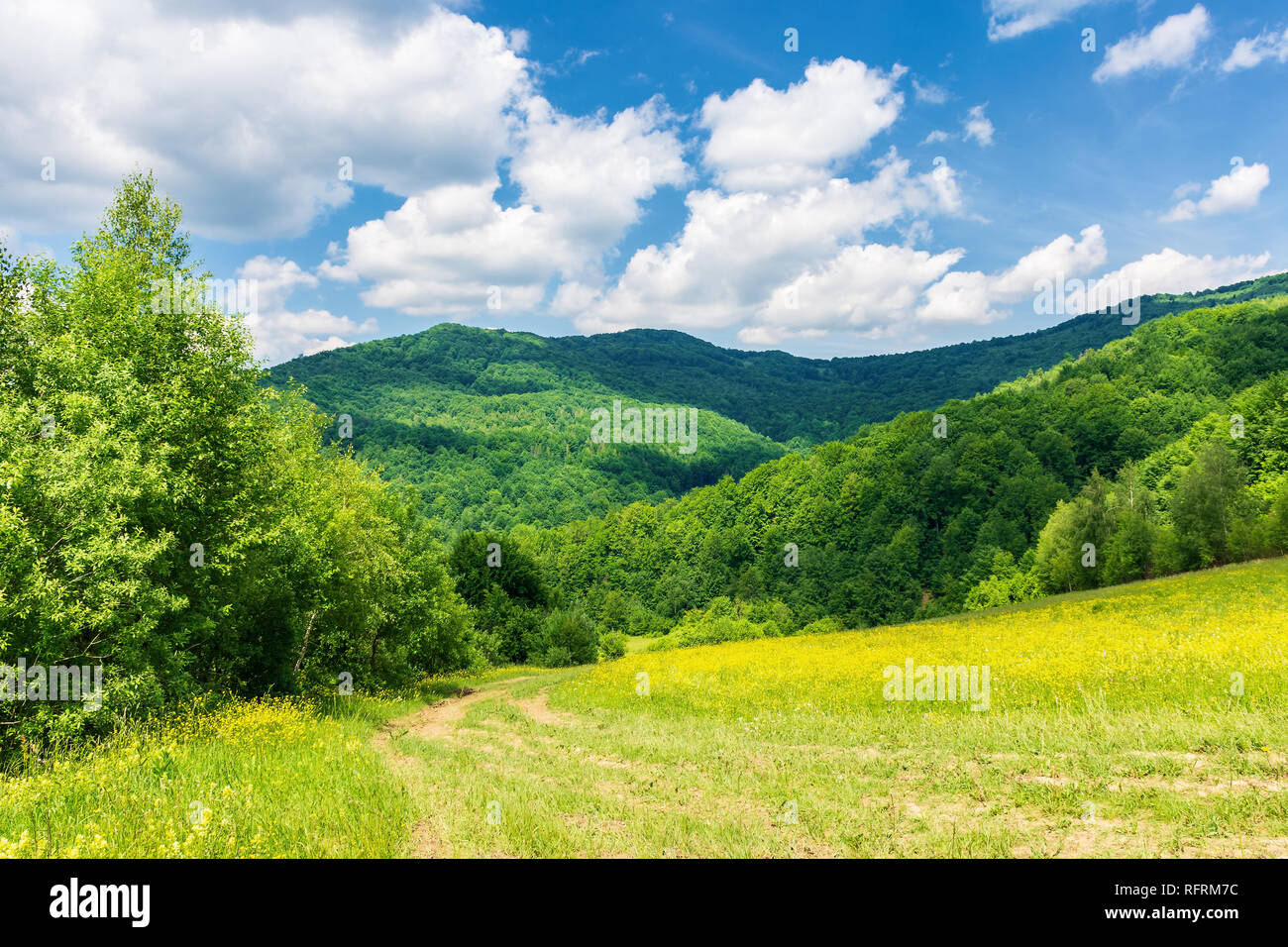 path through beautiful summer countryside. grassy meadow among the ...