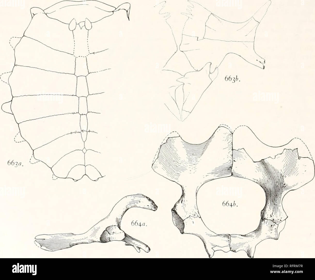 . Carnegie Institution of Washington publication. 5°4 FOSSIL TURTLES OF ...
