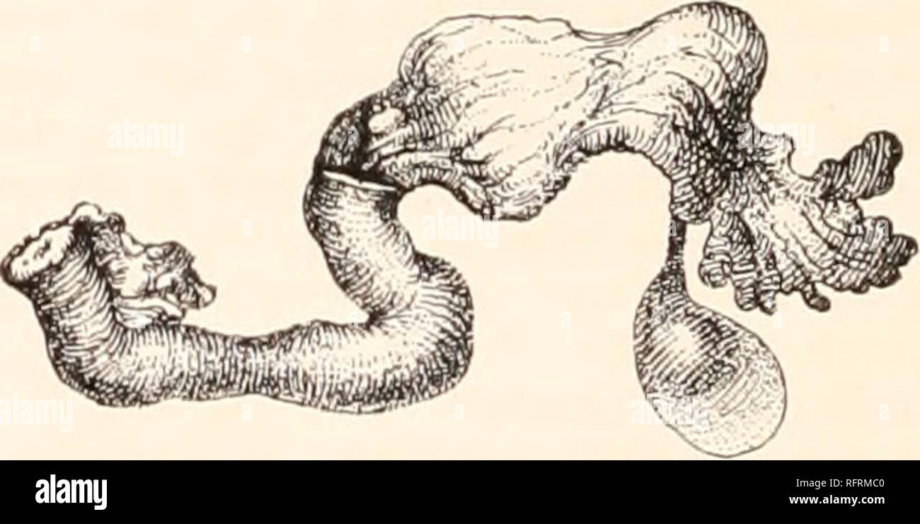 Human embryo in 2 months hi-res stock photography and images - Alamy