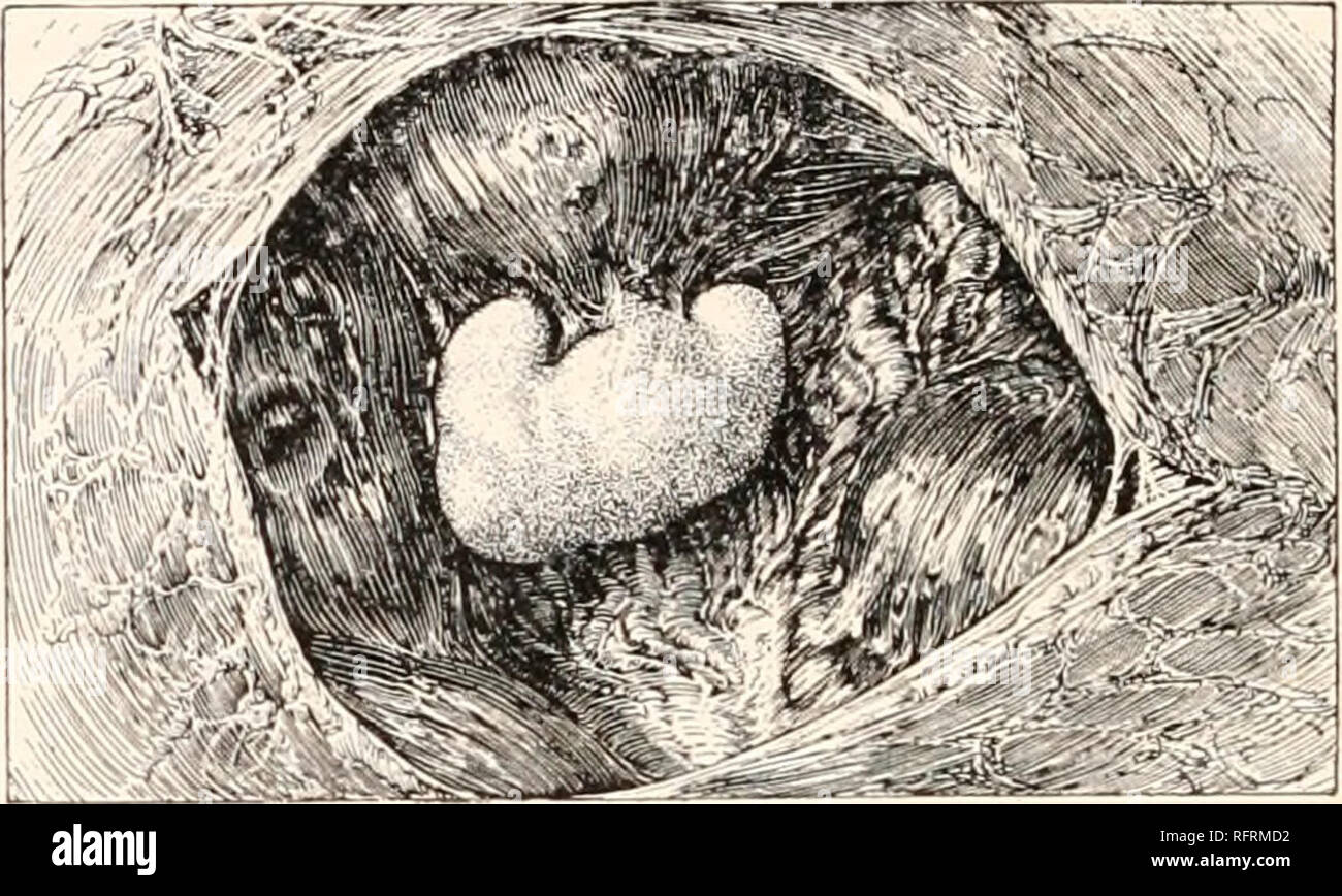 . Carnegie Institution of Washington publication. 70 ON THE FATE OF THE ...