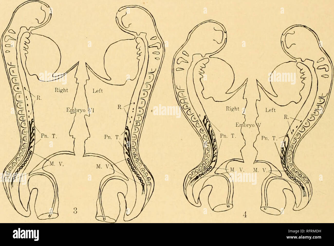 Dermatomes hi-res stock photography and images - Alamy