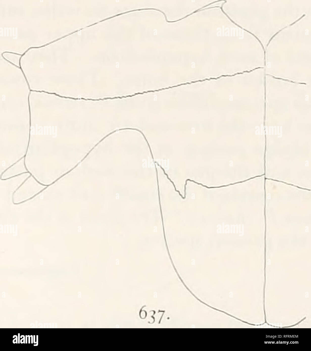 . Carnegie Institution of Washington publication. . Figs. 656 and 637 ...