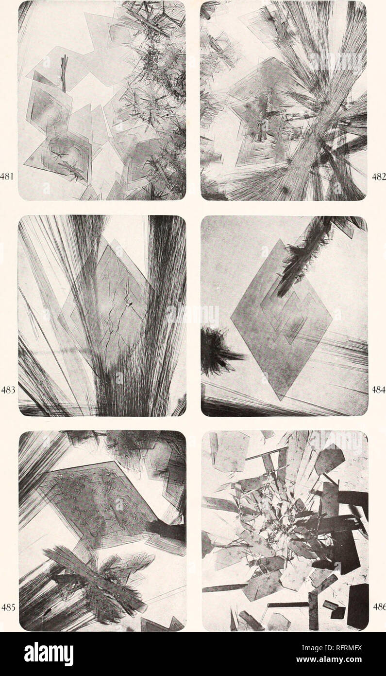 . Carnegie Institution of Washington publication. PLATE 81. 485 486 4S1 ...