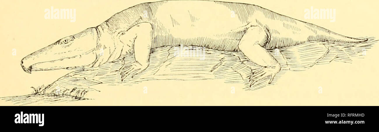 Labidosaurus hi-res stock photography and images - Alamy