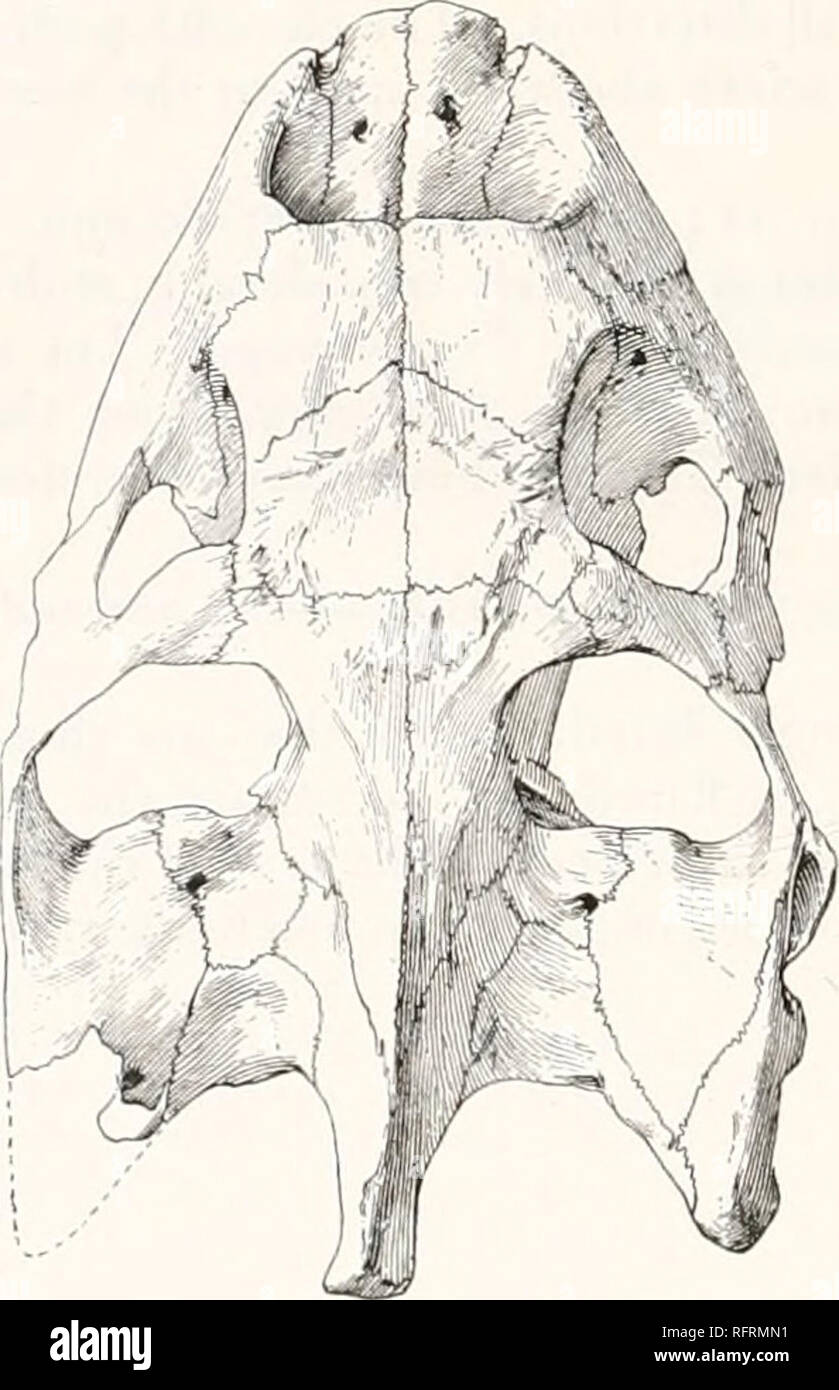 Shoulder girdles hi-res stock photography and images - Alamy