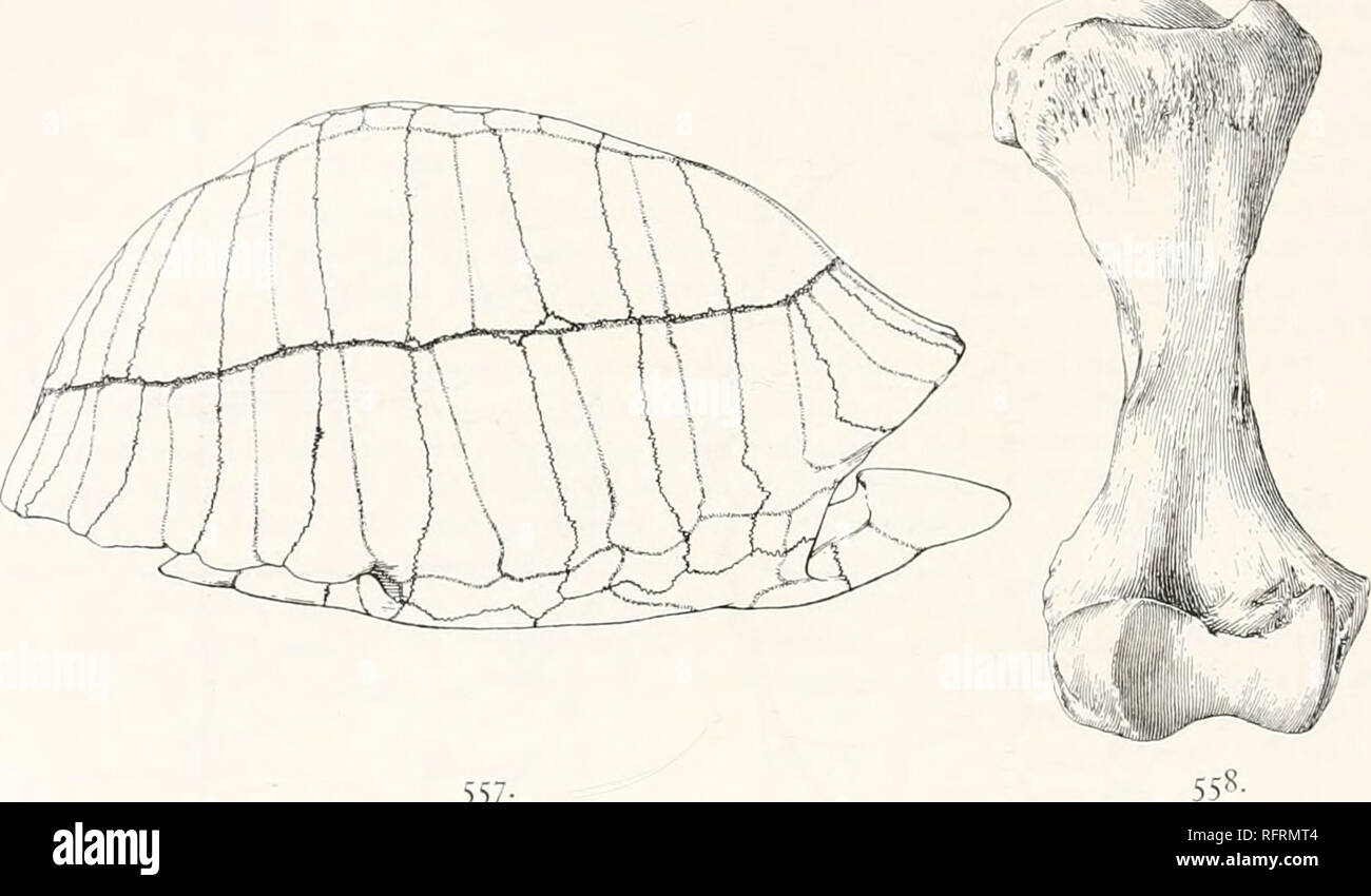 . Carnegie Institution of Washington publication. 4-'' KOSSII. TURTLES ...