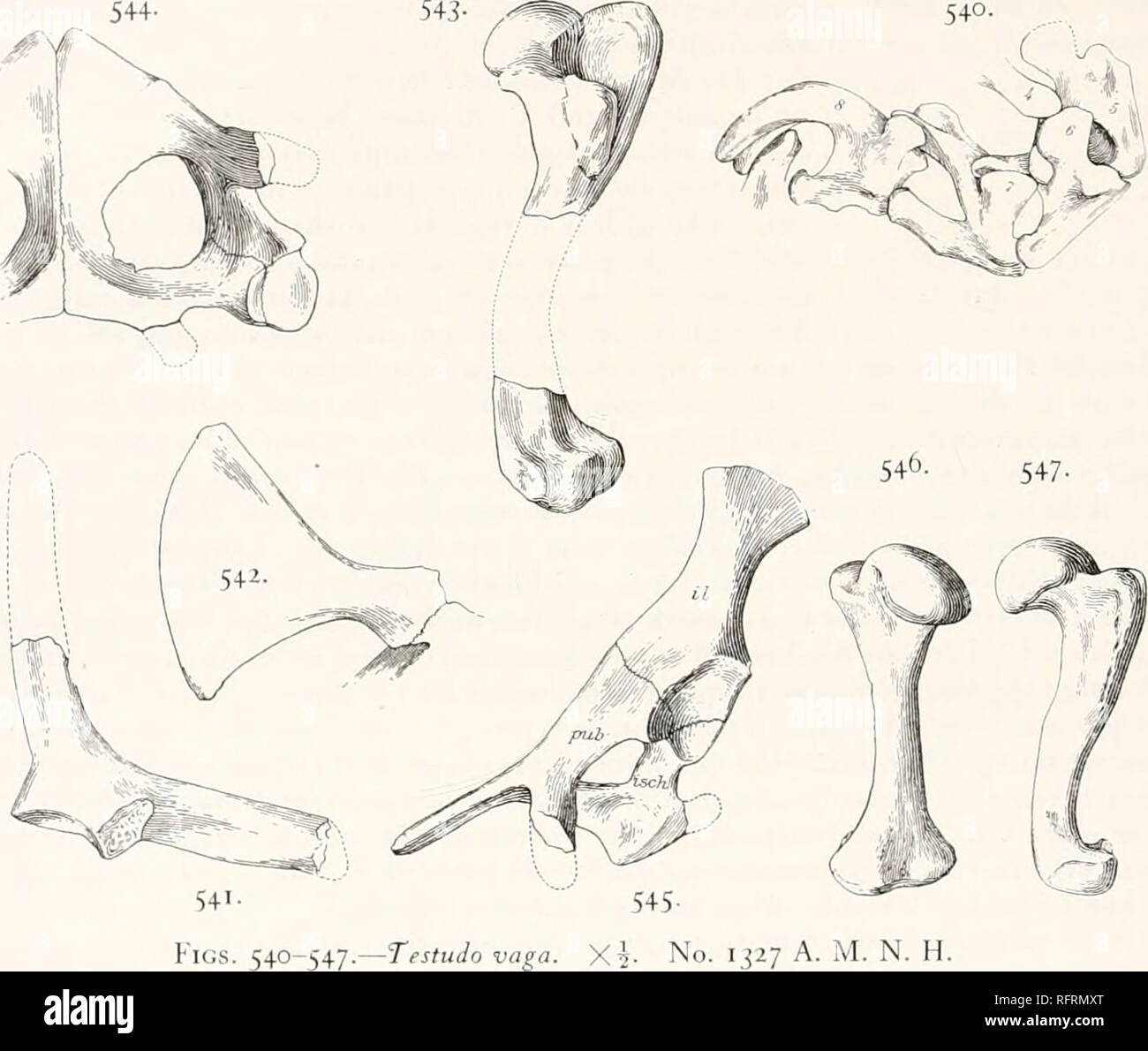 . Carnegie Institution of Washington publication. 416 FOSSIL TURTLES OF ...