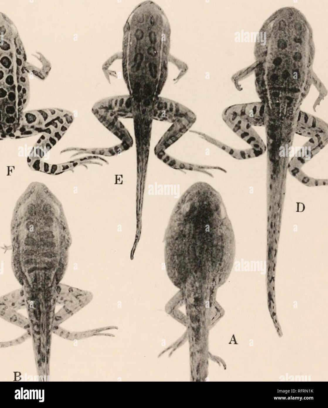 Leopard frog egg hi-res stock photography and images - Alamy