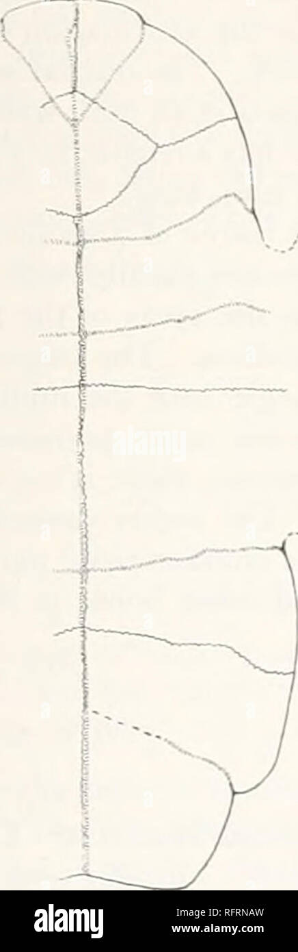 Trachemys sp hi-res stock photography and images - Alamy